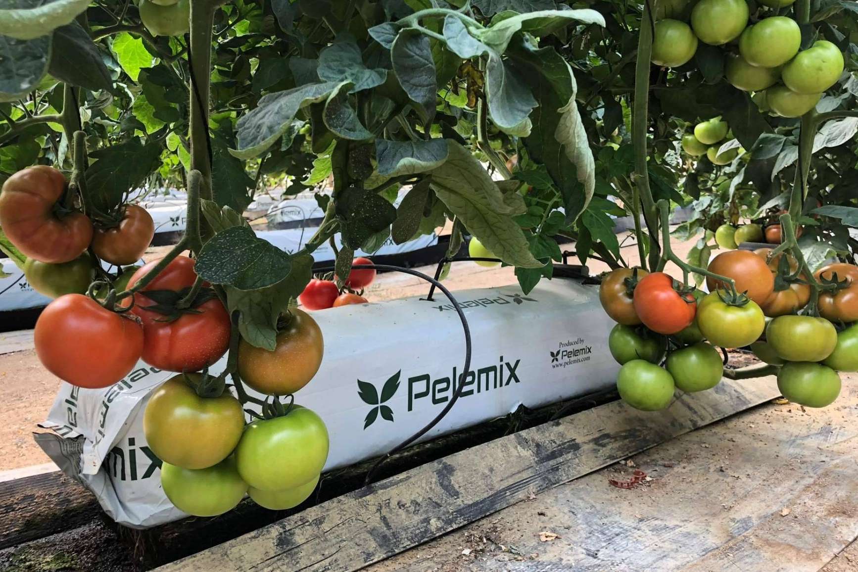 Agricultura sostenible con Pelemix; cultivos hidropónicos para luchar ...